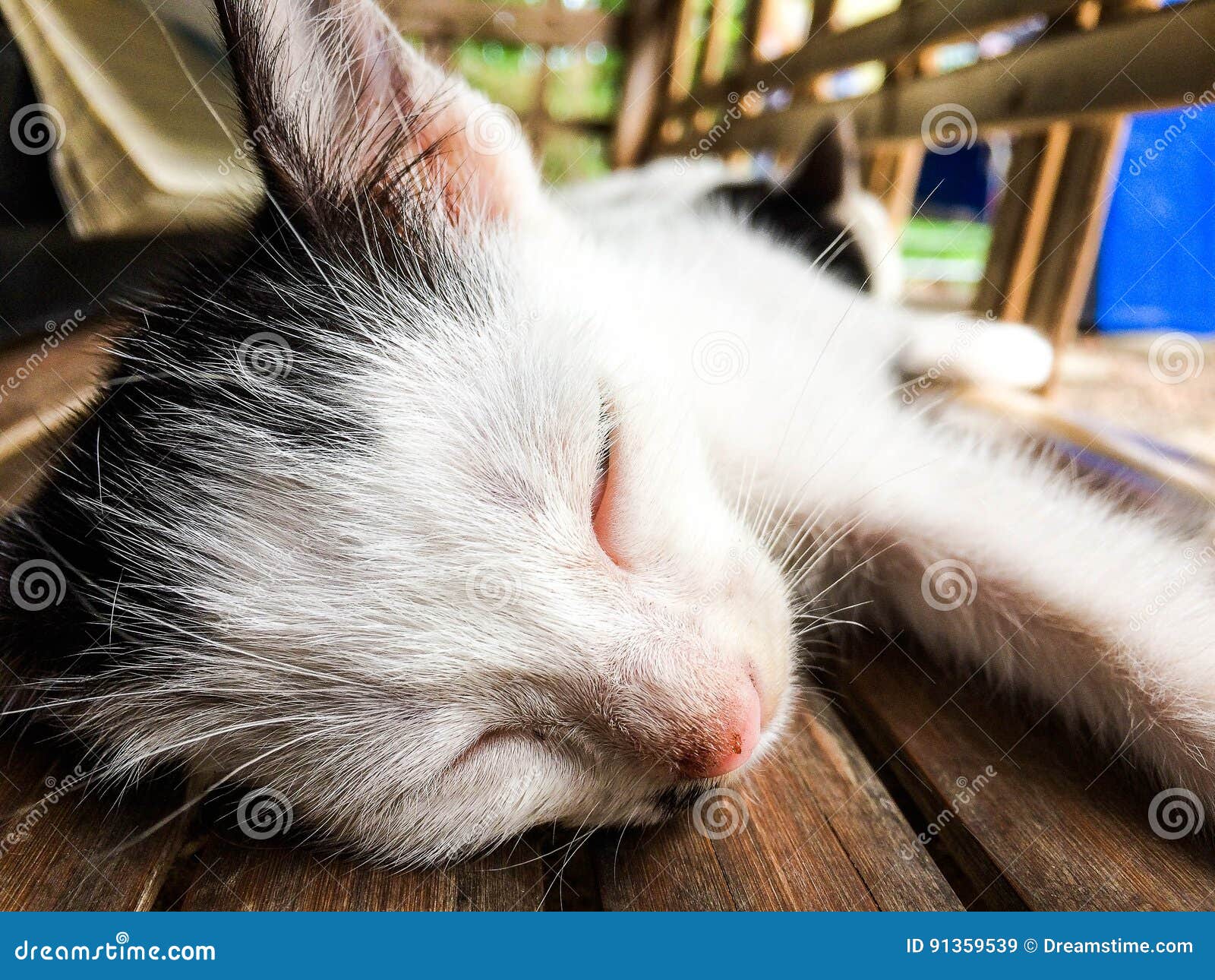 Sleeping Cat stock image. Image of sleep, domestic, sleeping - 91359539