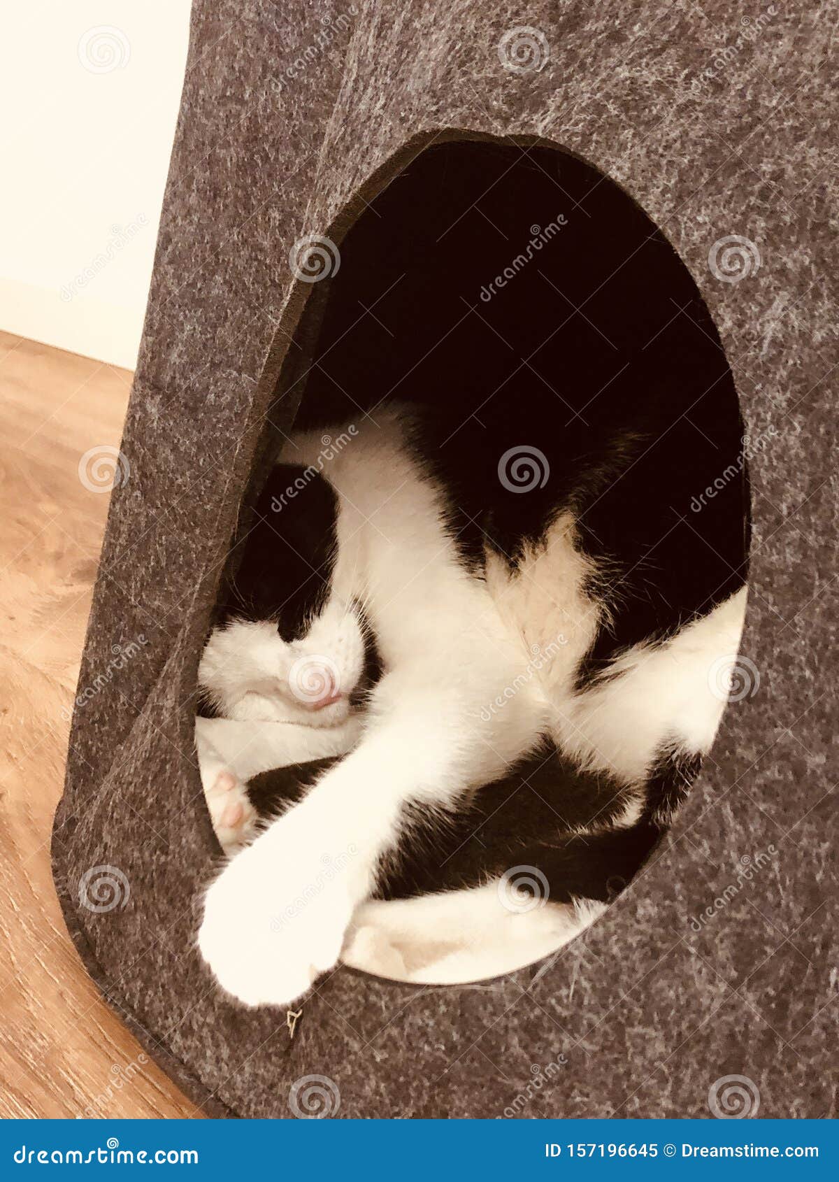 Black and White Cat Taking a Nap Stock Image - Image of white, tired ...