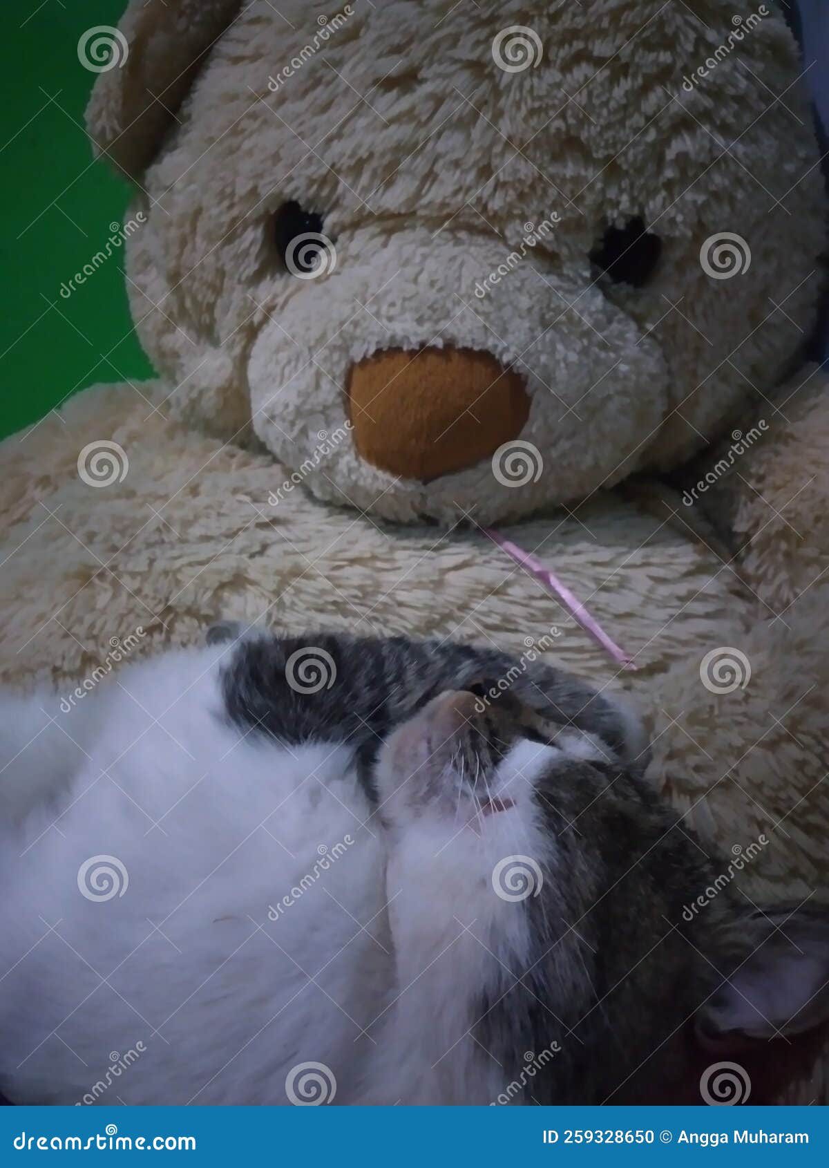 Sleeping Cat on the Lap of a Big Teddy Bear Stock Photo - Image of ...