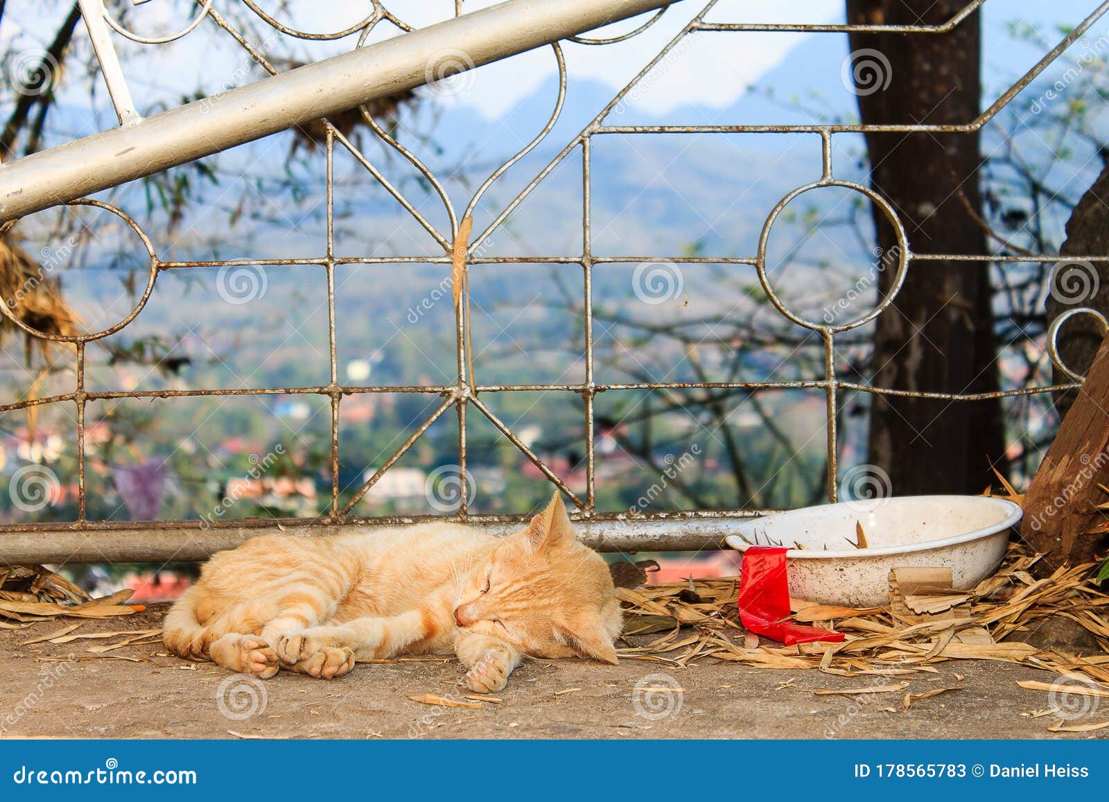 Sleeping Cat in Luang Prabang, Laos Stock Image - Image of asia, great ...