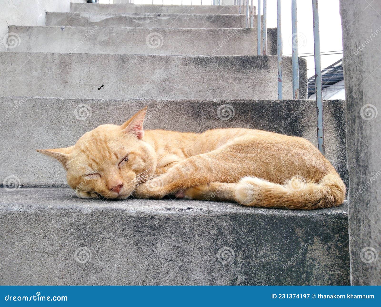 Sleeping Cat in the Morning Stock Image - Image of white, whiskers ...