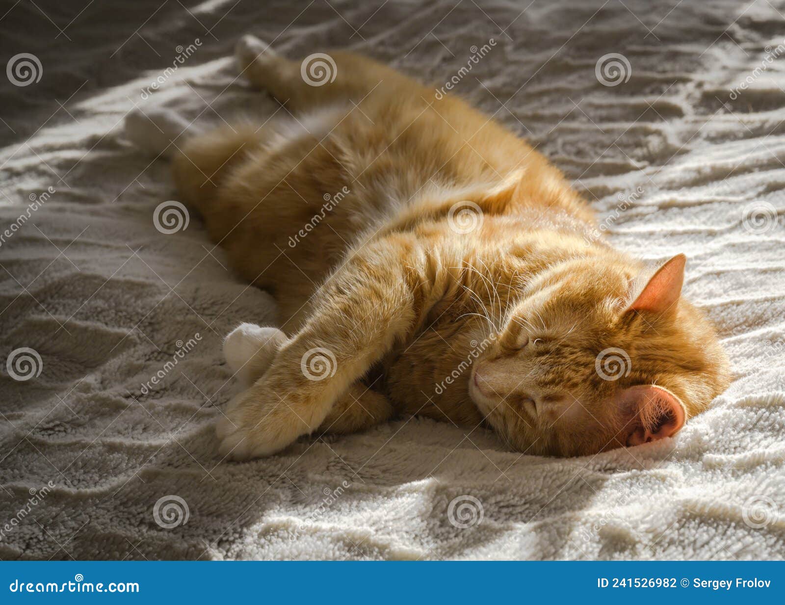 Sleeping Cat in the Morning Sun Stock Photo - Image of tomcat, soft ...