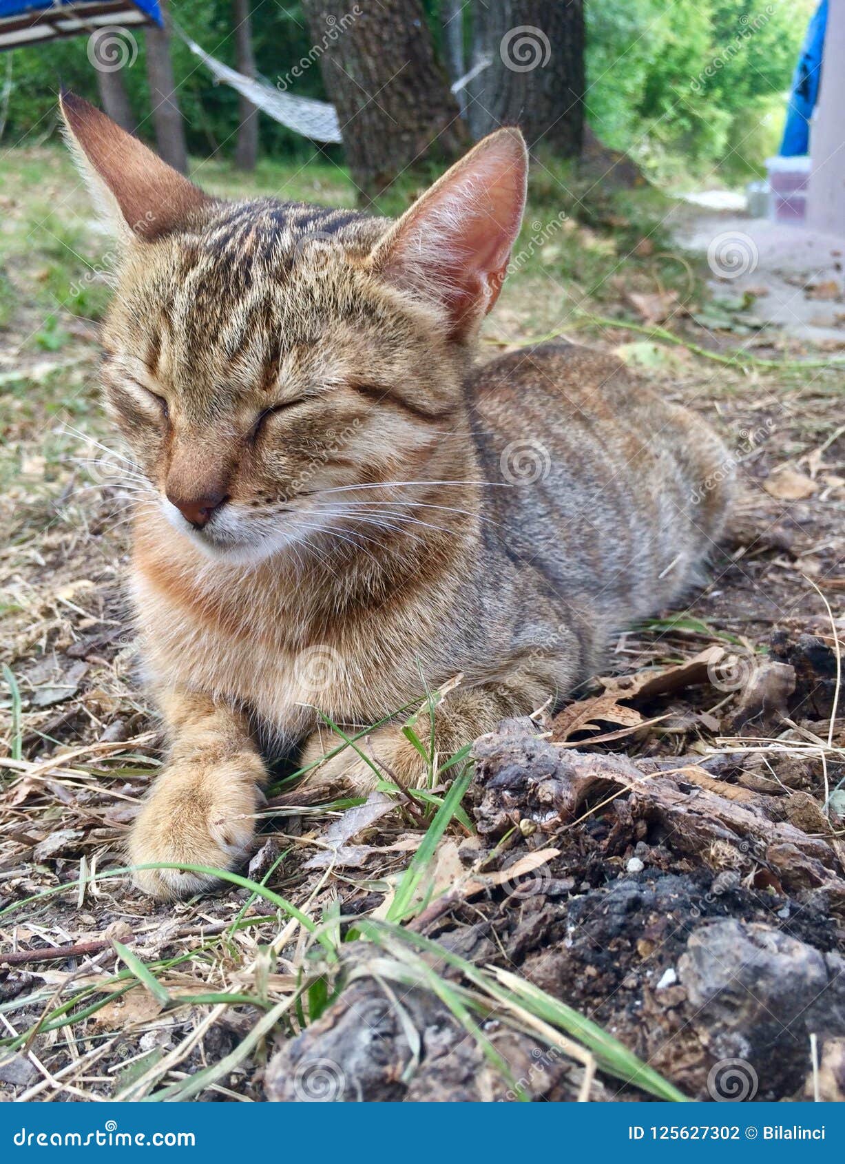 Sleeping cat stock photo. Image of falling, sleeping - 125627302