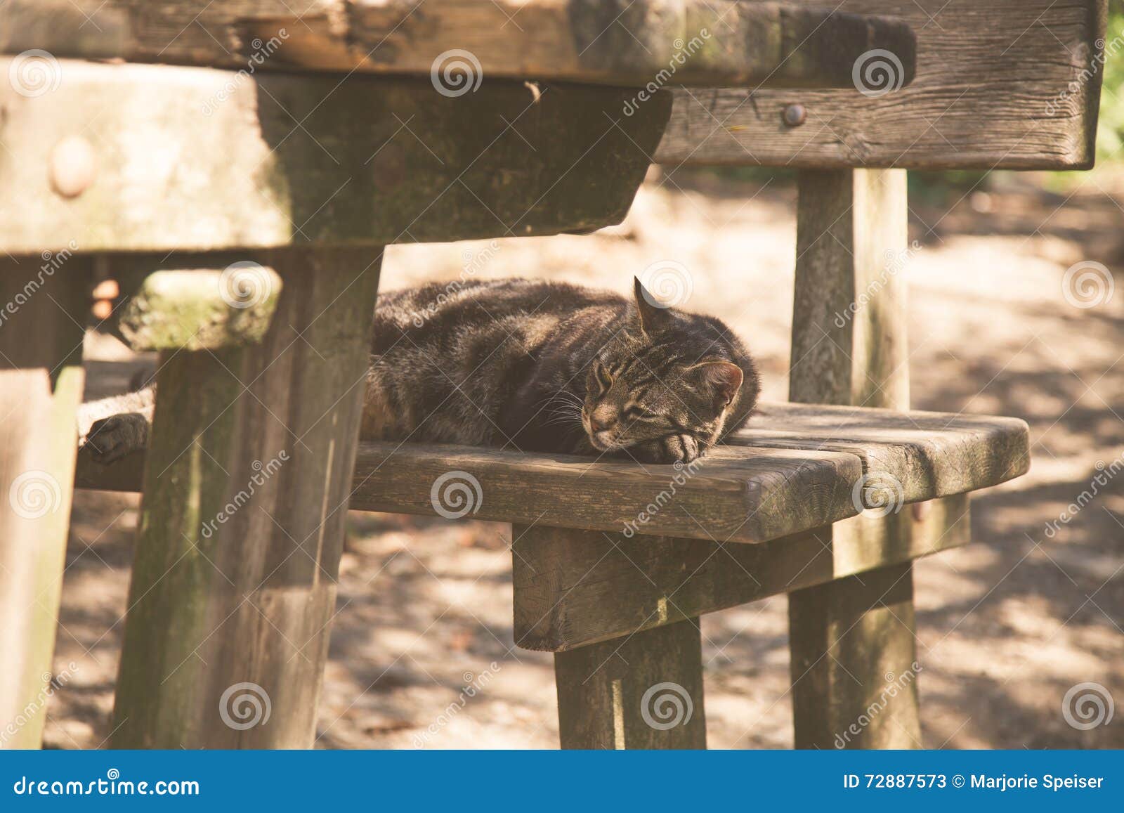 Sleeping Cat on Old Wooden Bench Stock Image - Image of sunbathing ...