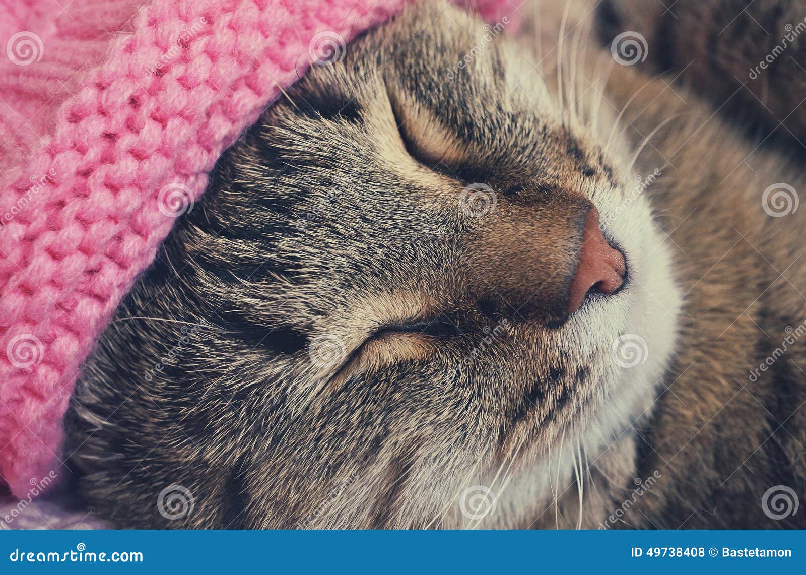 Sleeping cat in a pink hat stock photo. Image of mammal - 49738408