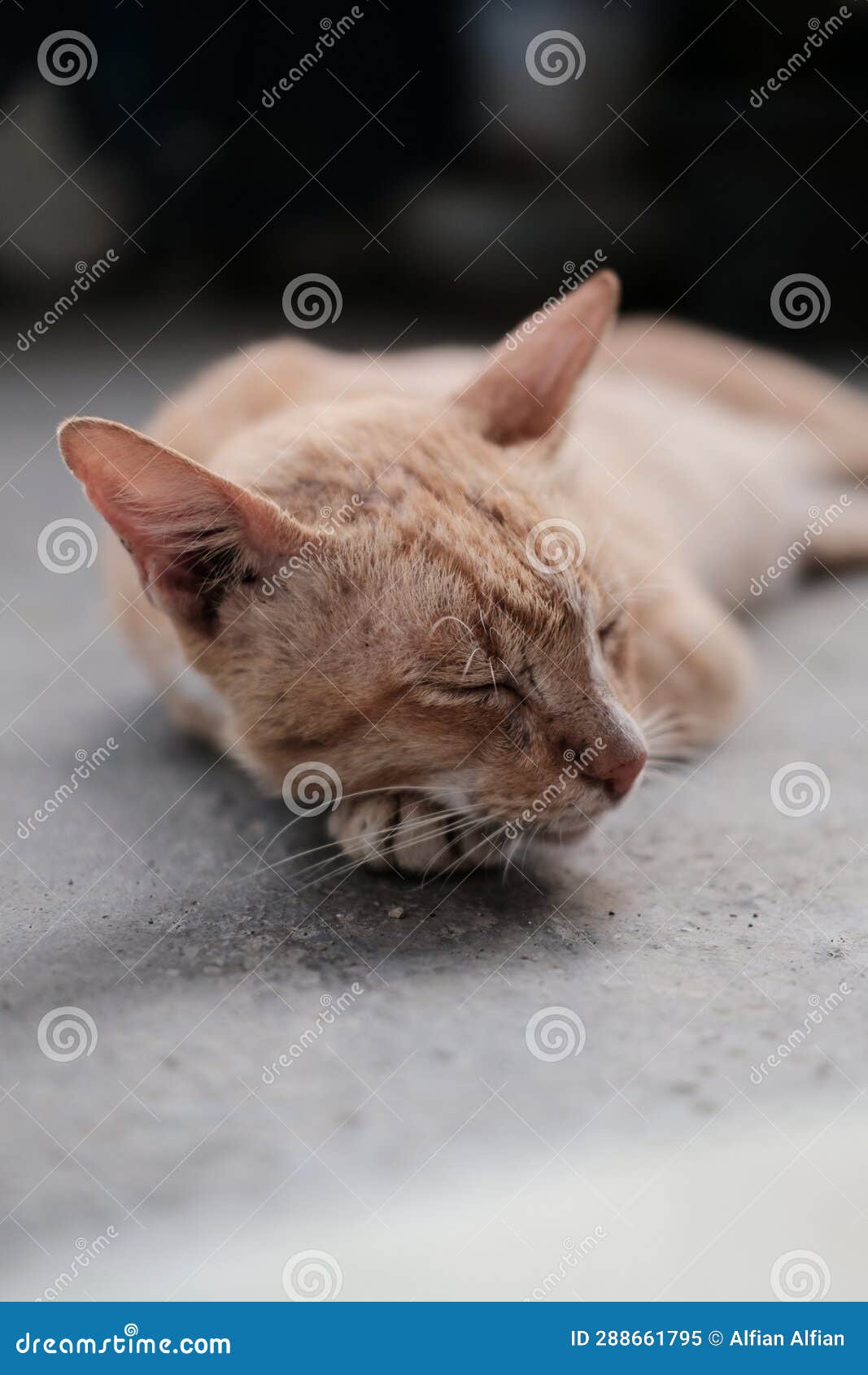Sleeping cat pose stock image. Image of sleeping, animal - 288661795