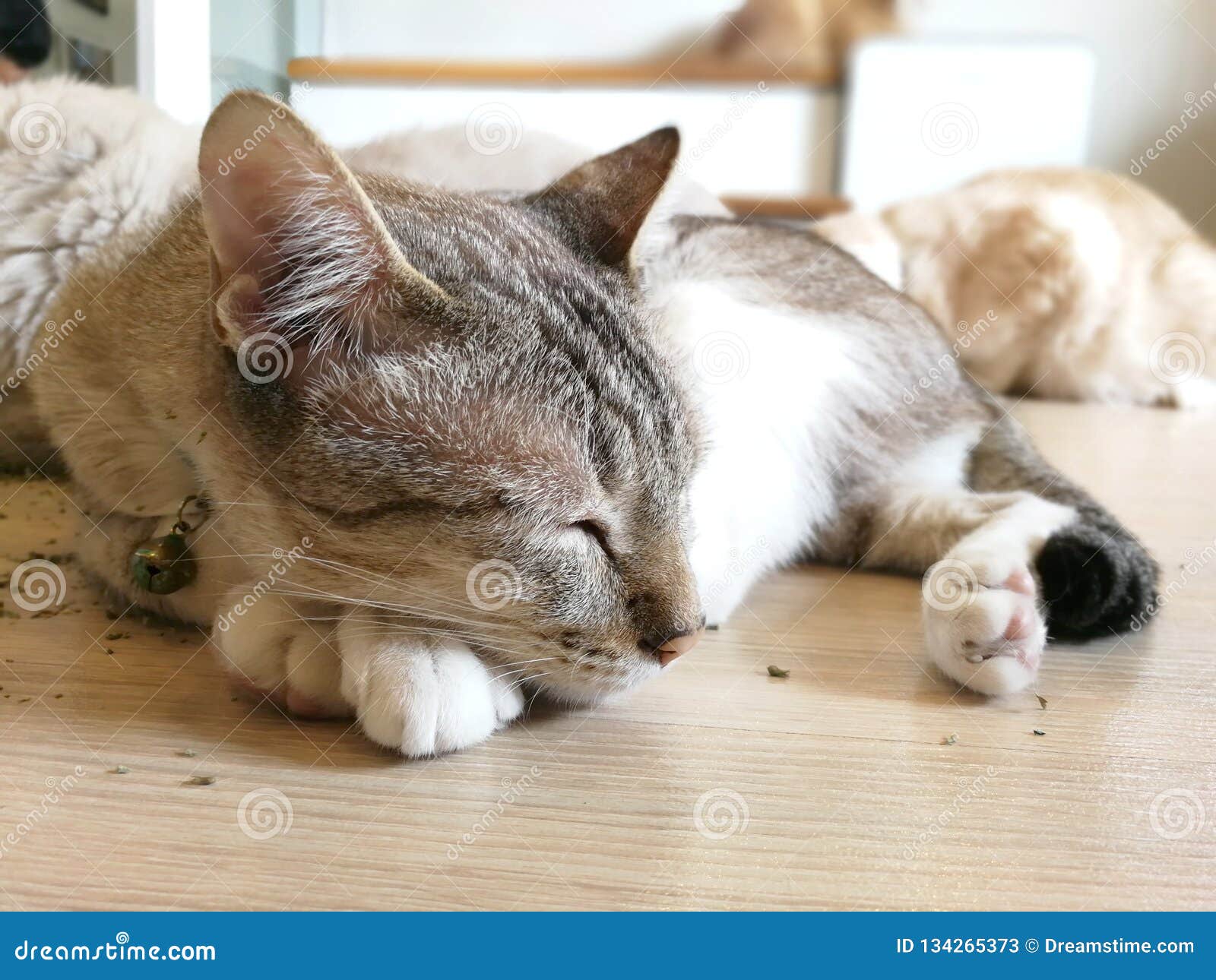 The Sleeping Cat Rests on the Floor with His Friends. Happily Stock ...
