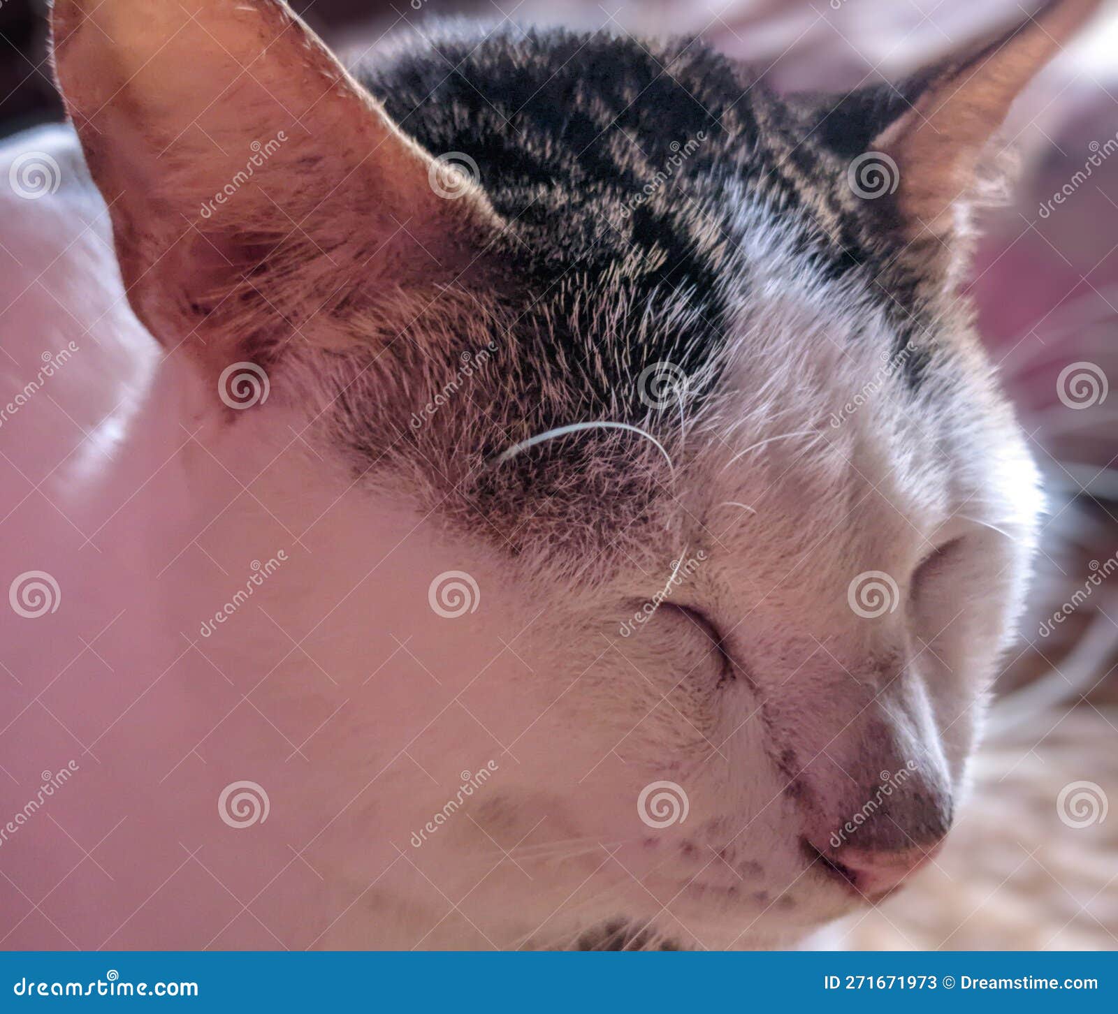 Sleeping Cat in Silent Light Stock Image - Image of sleeping, silent ...