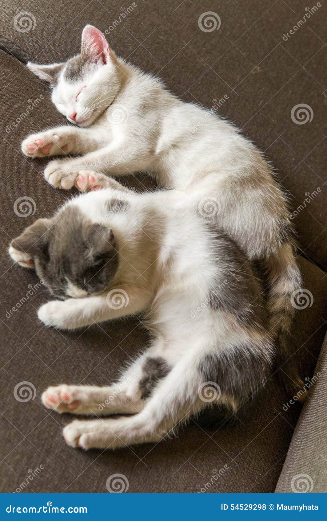 Sleeping cat stock photo. Image of rest, sleep, divan - 54529298