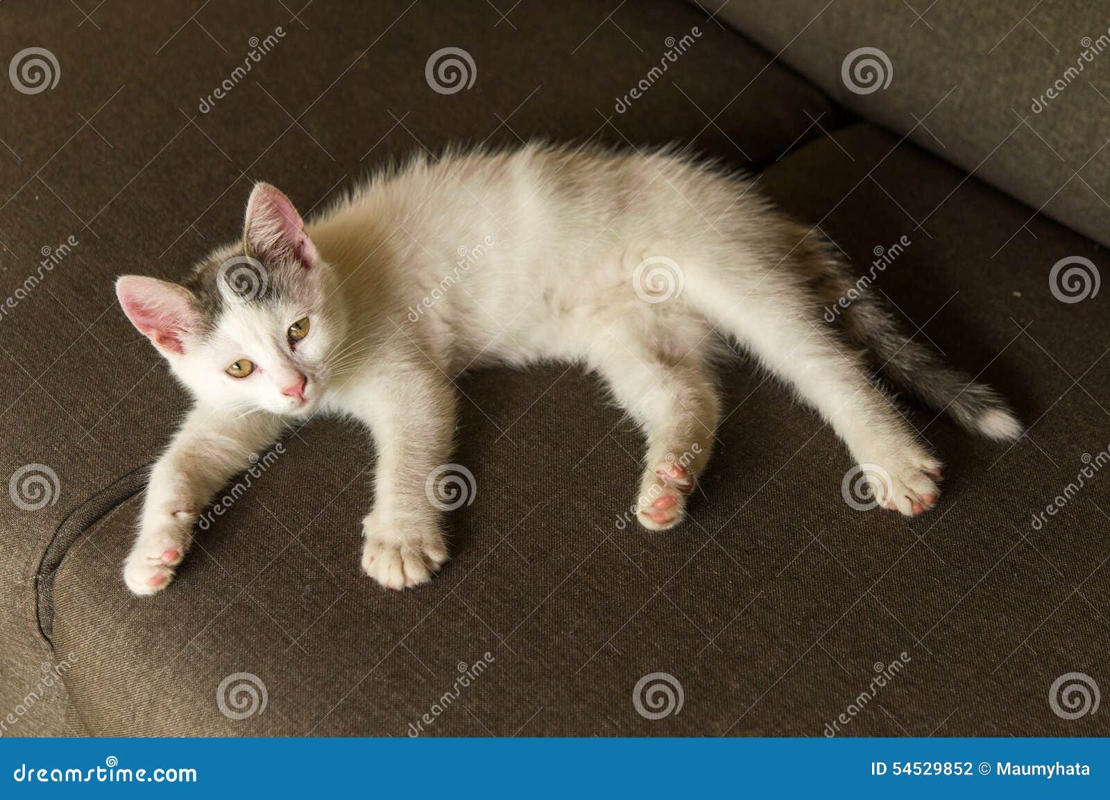Sleeping cat stock photo. Image of tabby, dream, scottish - 54529852