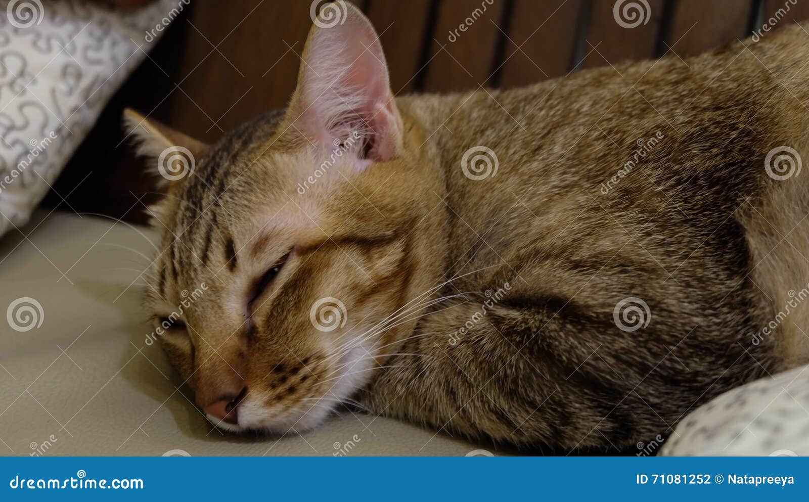 Sleeping Cat Thailand Zzz Fat Stock Photo - Image of thailand, asian ...