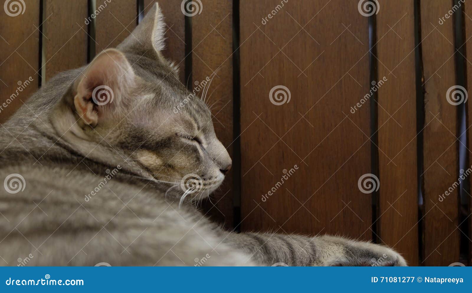 Sleeping Cat Thailand Zzz Fat Stock Image - Image of asian, snout: 71081277