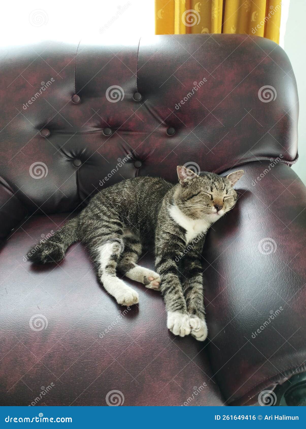 Sleeping Cat, Tired, Funny Cat, Dedek Stock Photo - Image of tired ...