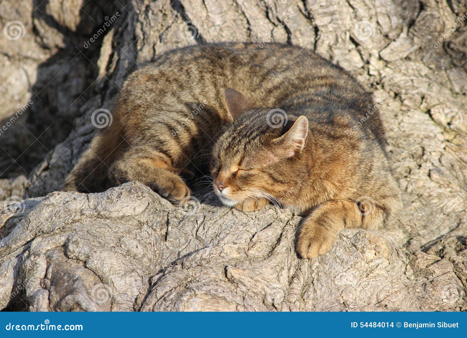 Sleeping cat under a tree stock photo. Image of domestic - 54484014