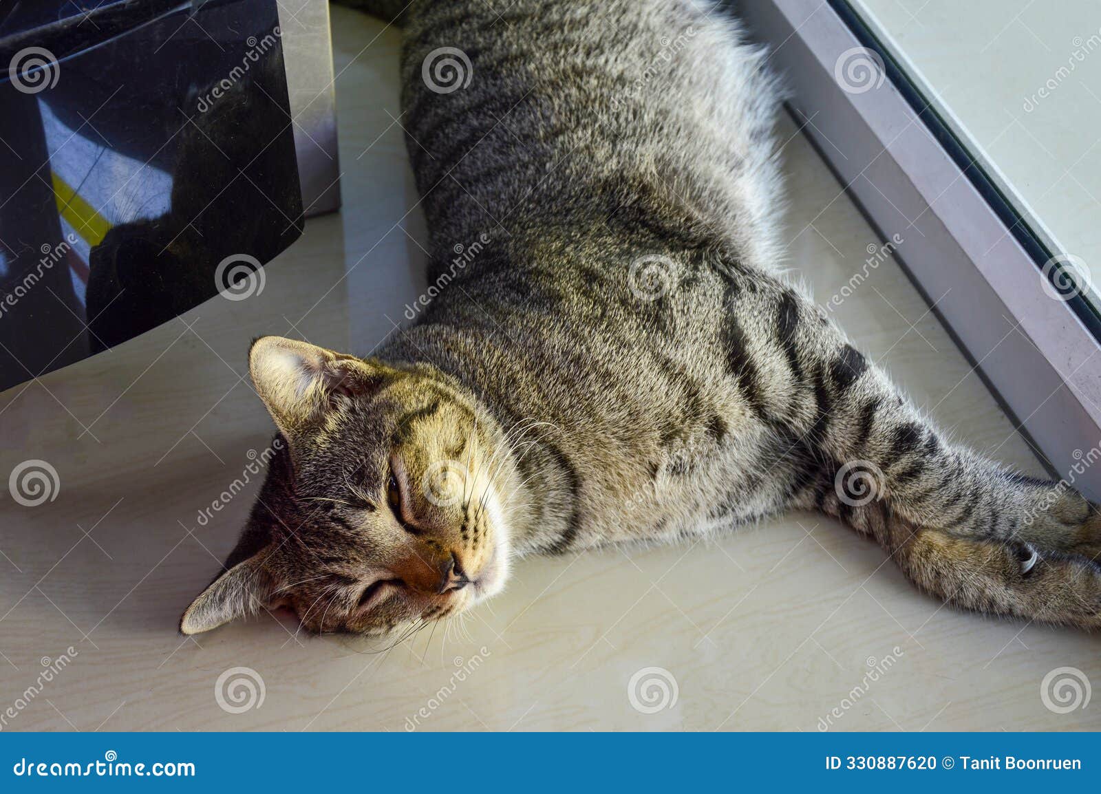Sleeping Cat Very Relaxed Posture Stock Photo - Image of indoor, people ...