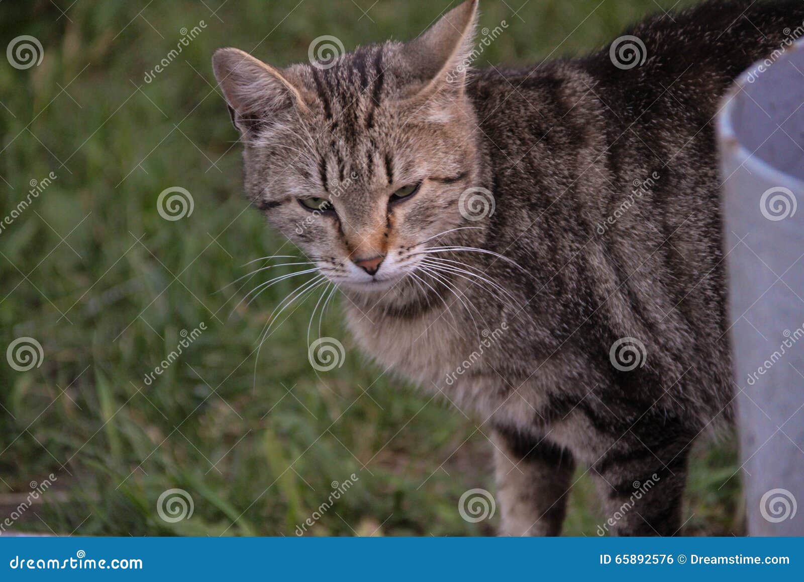 Sleeping cat stock photo. Image of beautifully, hunt - 65892576