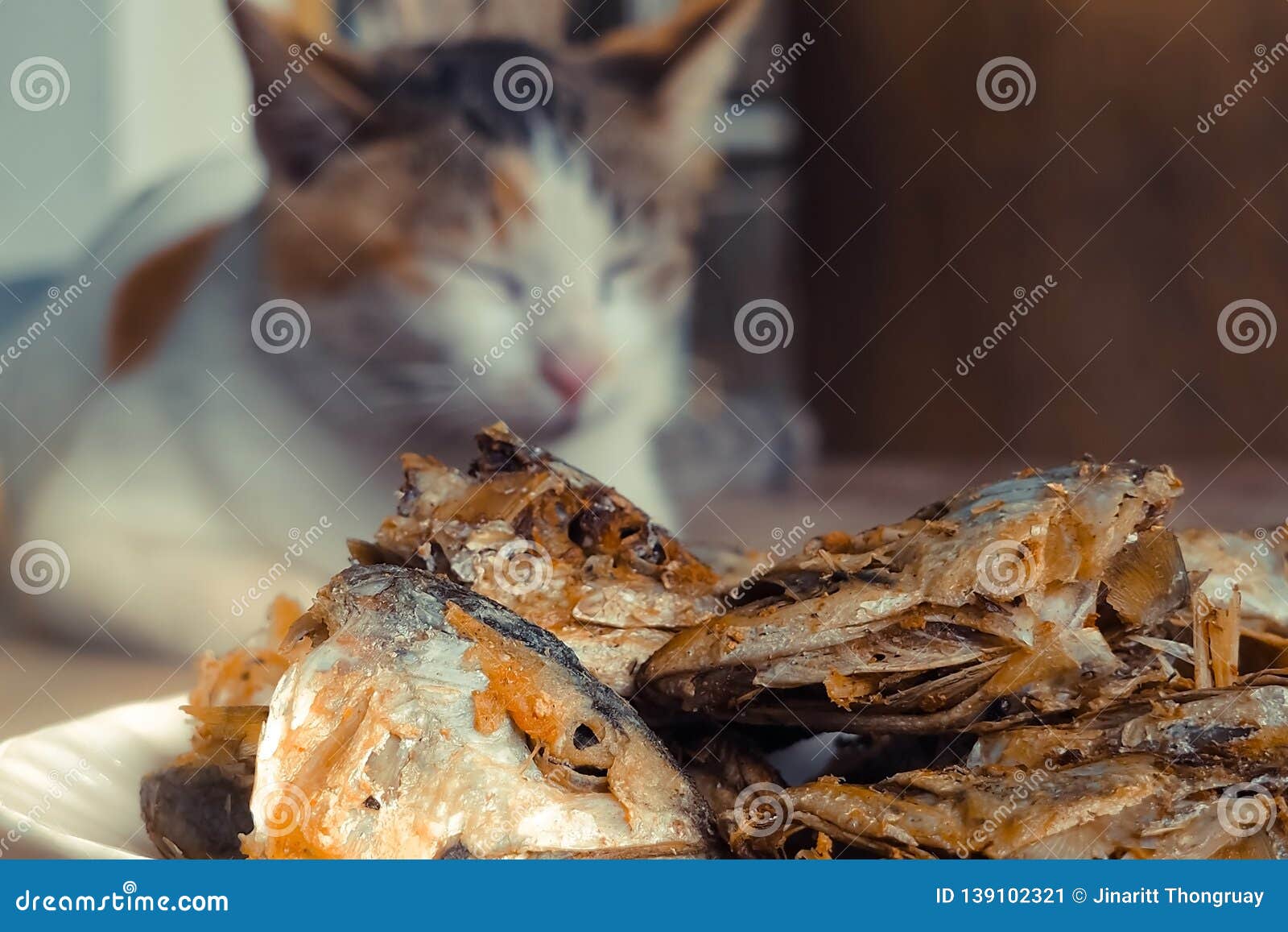 Sleeping Cat Watch Deep Fried Fish Head. Selective Focus on the Stock ...