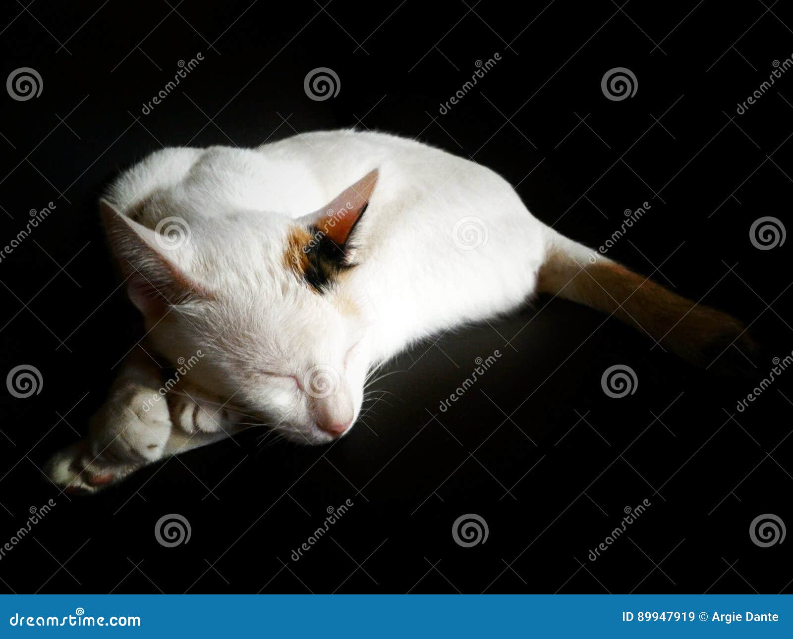 Sleeping cat stock image. Image of dark, animals, lights - 89947919