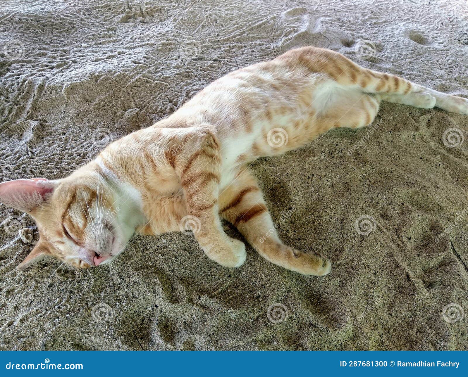 A Sleeping Cat on the White Sandy Beach Stock Photo - Image of sleeping ...