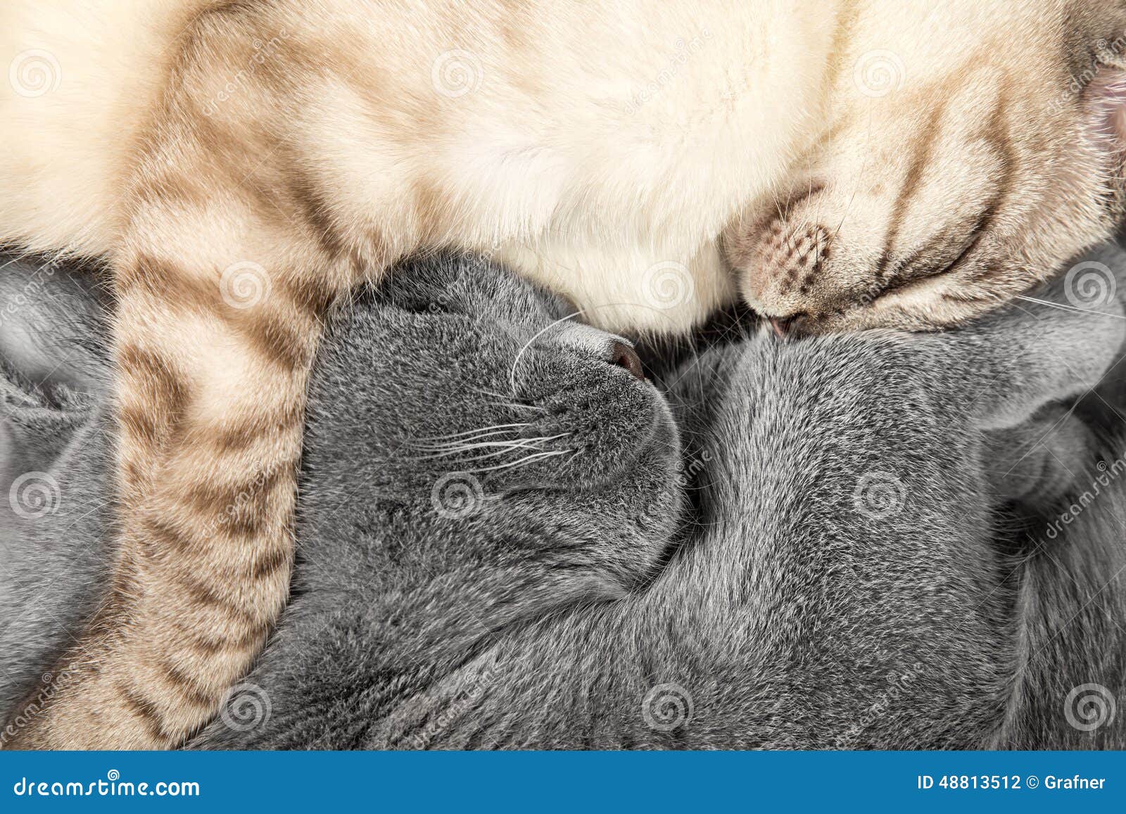Sleeping cats stock photo. Image of british, nature, natural - 48813512