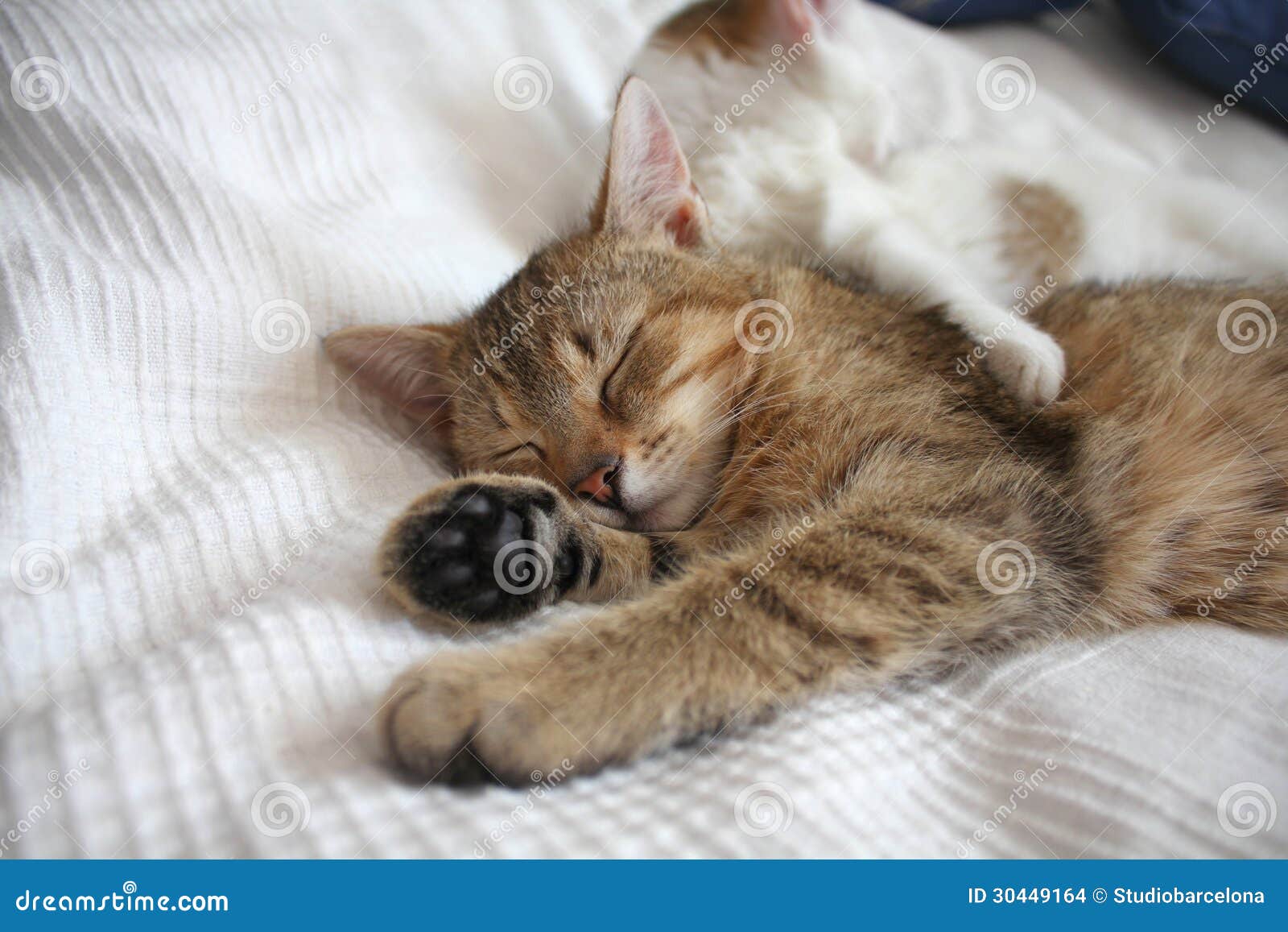 Sleeping cats stock photo. Image of relaxation, bedroom - 30449164
