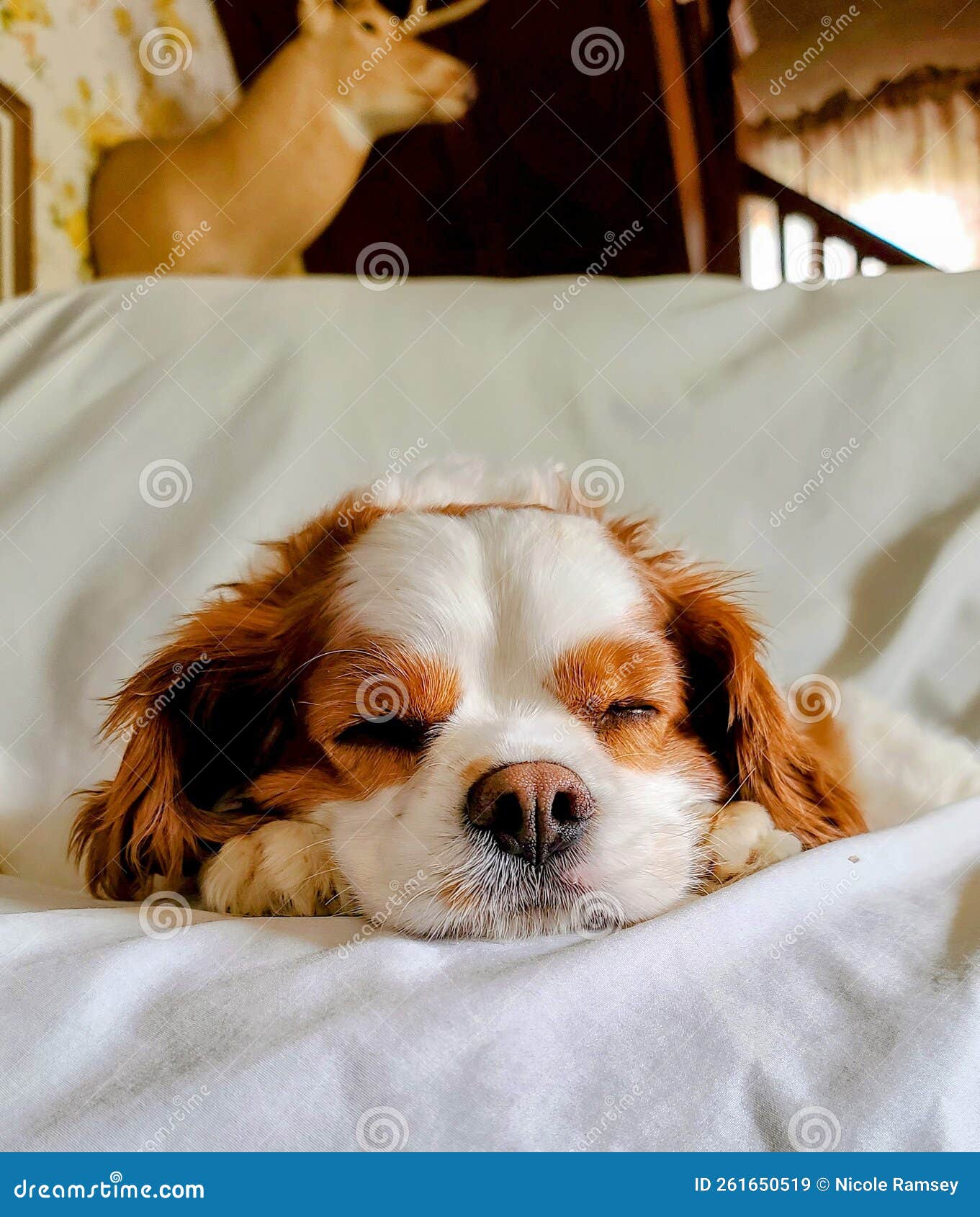 Sleeping Cavalier King Charles Spaniel Stock Image - Image of animal ...