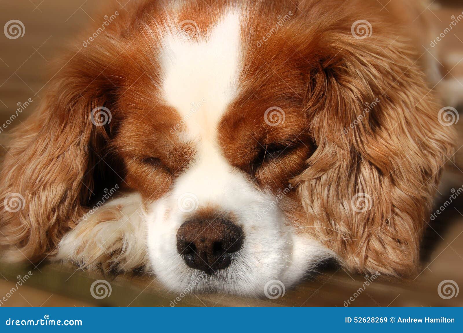 Sleeping Cavalier King Charles Spaniel Dog Stock Image - Image of ...