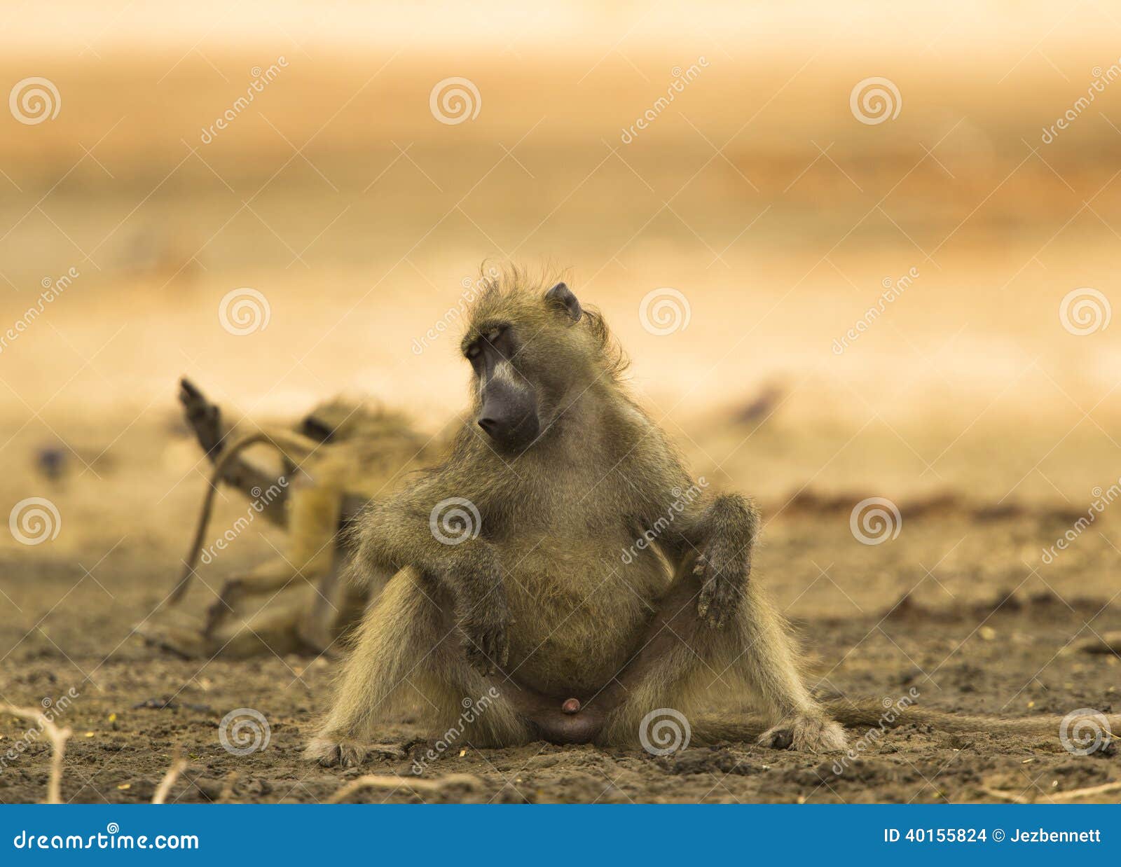 Sleeping Chacma Baboon (Papio Ursinus) Stock Photo - Image of reserve ...