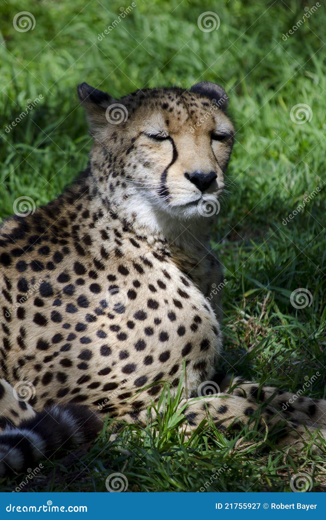 Sleeping Cheetah stock image. Image of nature, black - 21755927