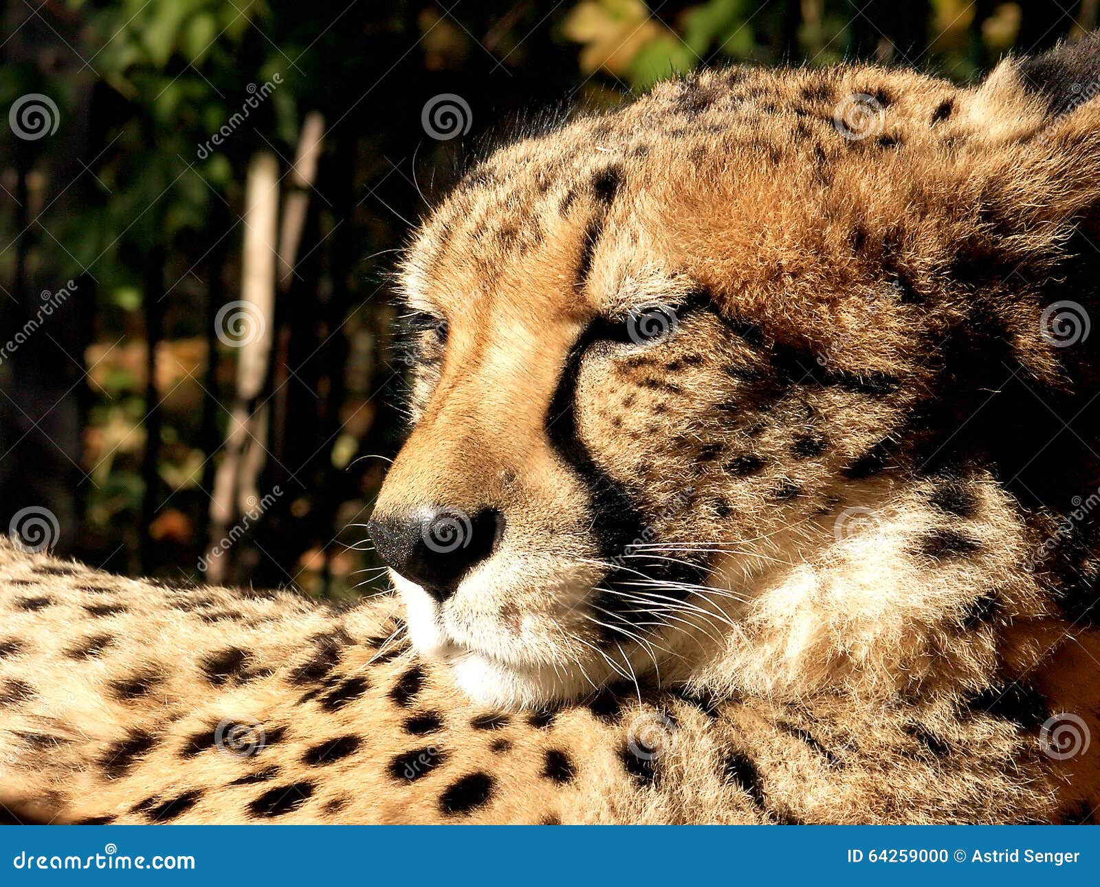 Cheetah Napping Royalty-Free Stock Photo | CartoonDealer.com #8724309