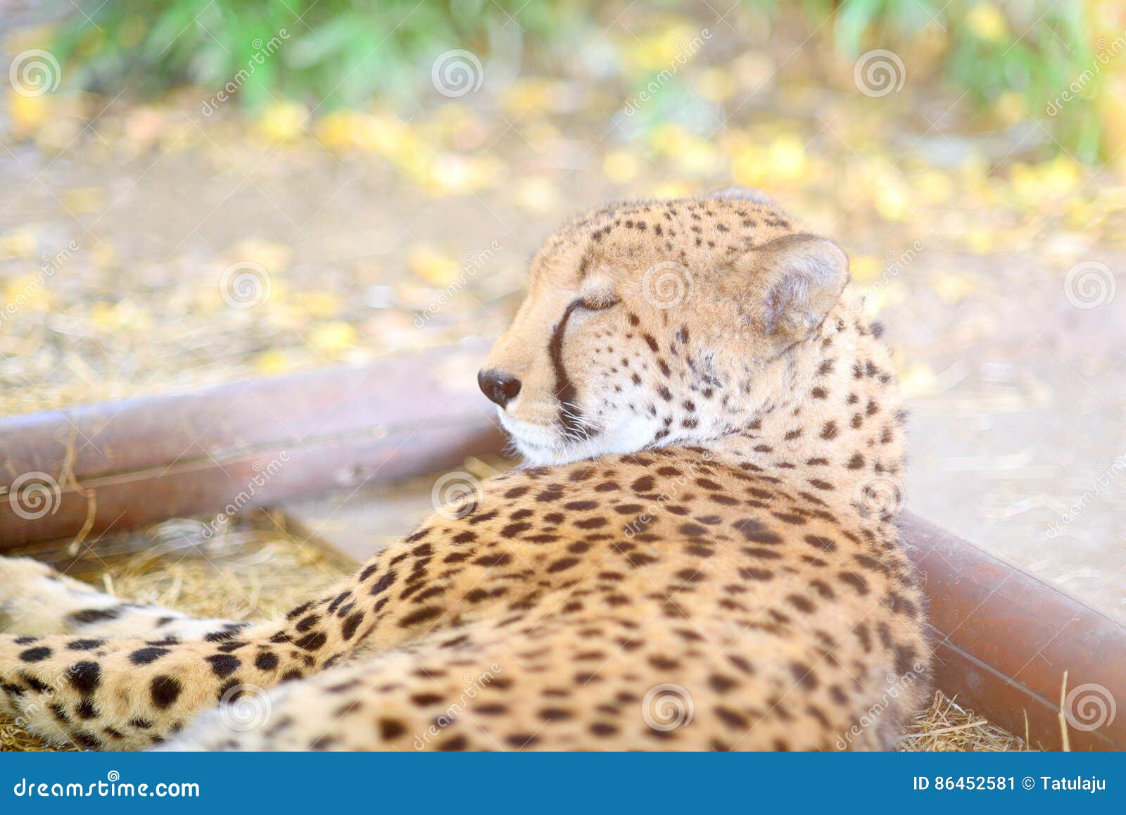Sleeping Cheetah Laying on the Ground Stock Image - Image of park ...