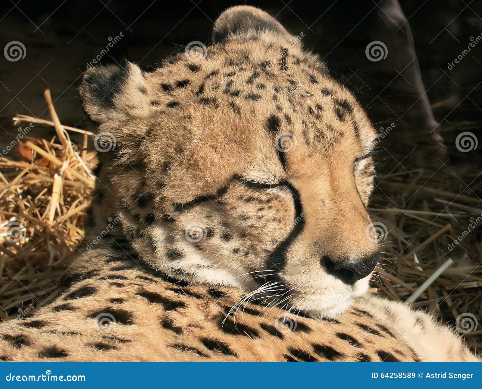 Sleeping cheetah stock image. Image of brown, cheetah - 64258589