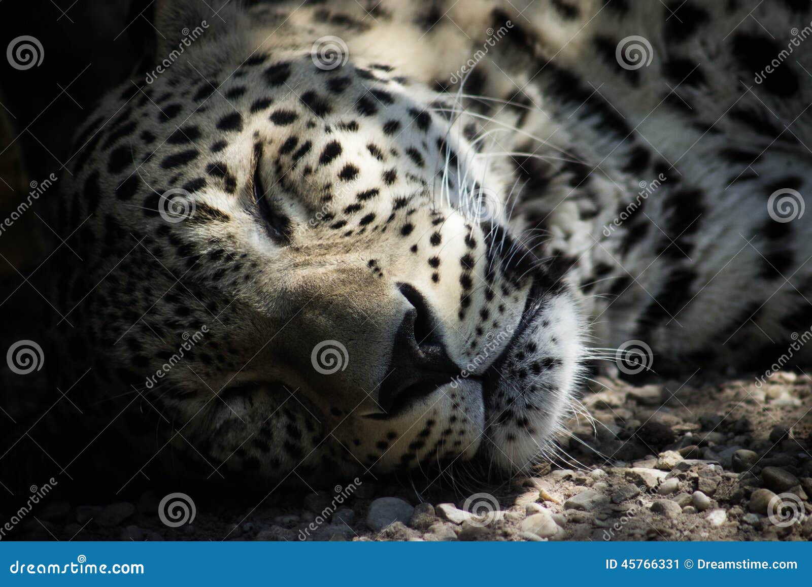 A Sleeping Cheetah In The Okavango Delta. Royalty-Free Stock ...