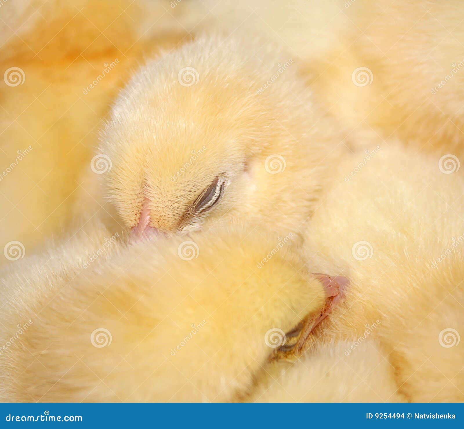The Sleeping chicken. stock photo. Image of face, green - 9254494