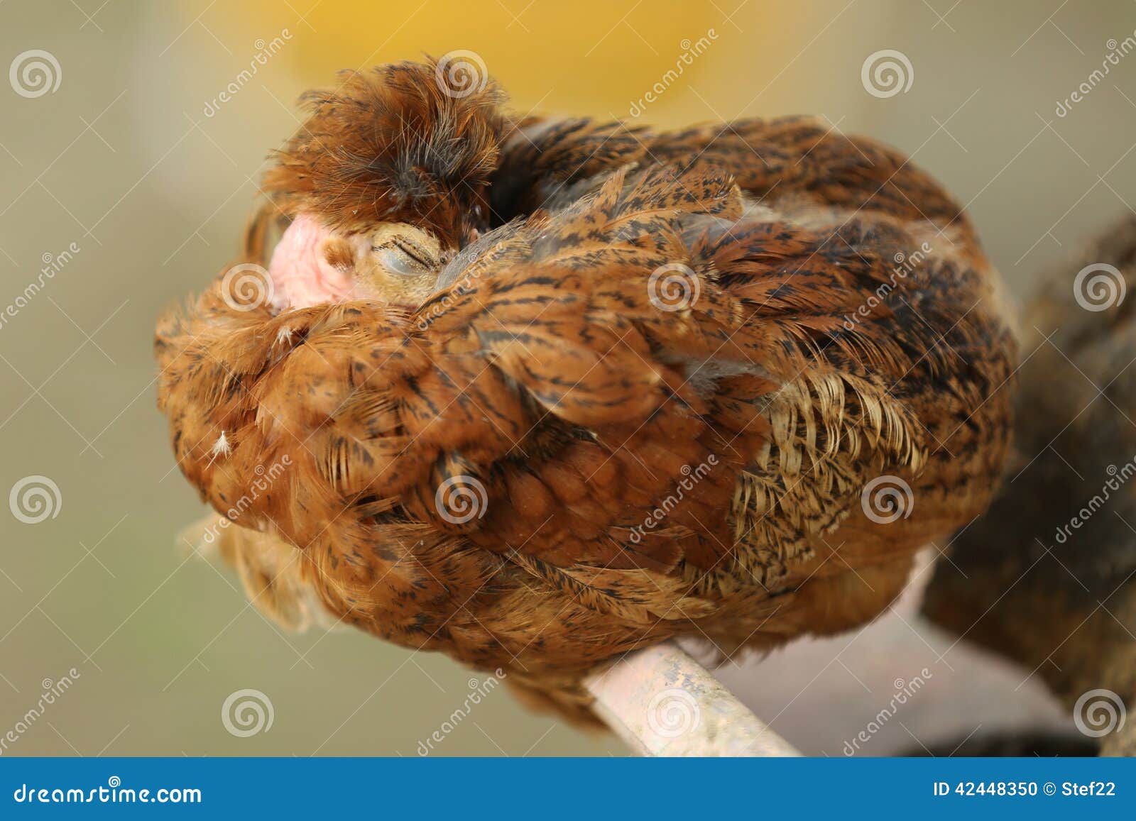 Sleeping chicken stock photo. Image of gallus, chick - 42448350