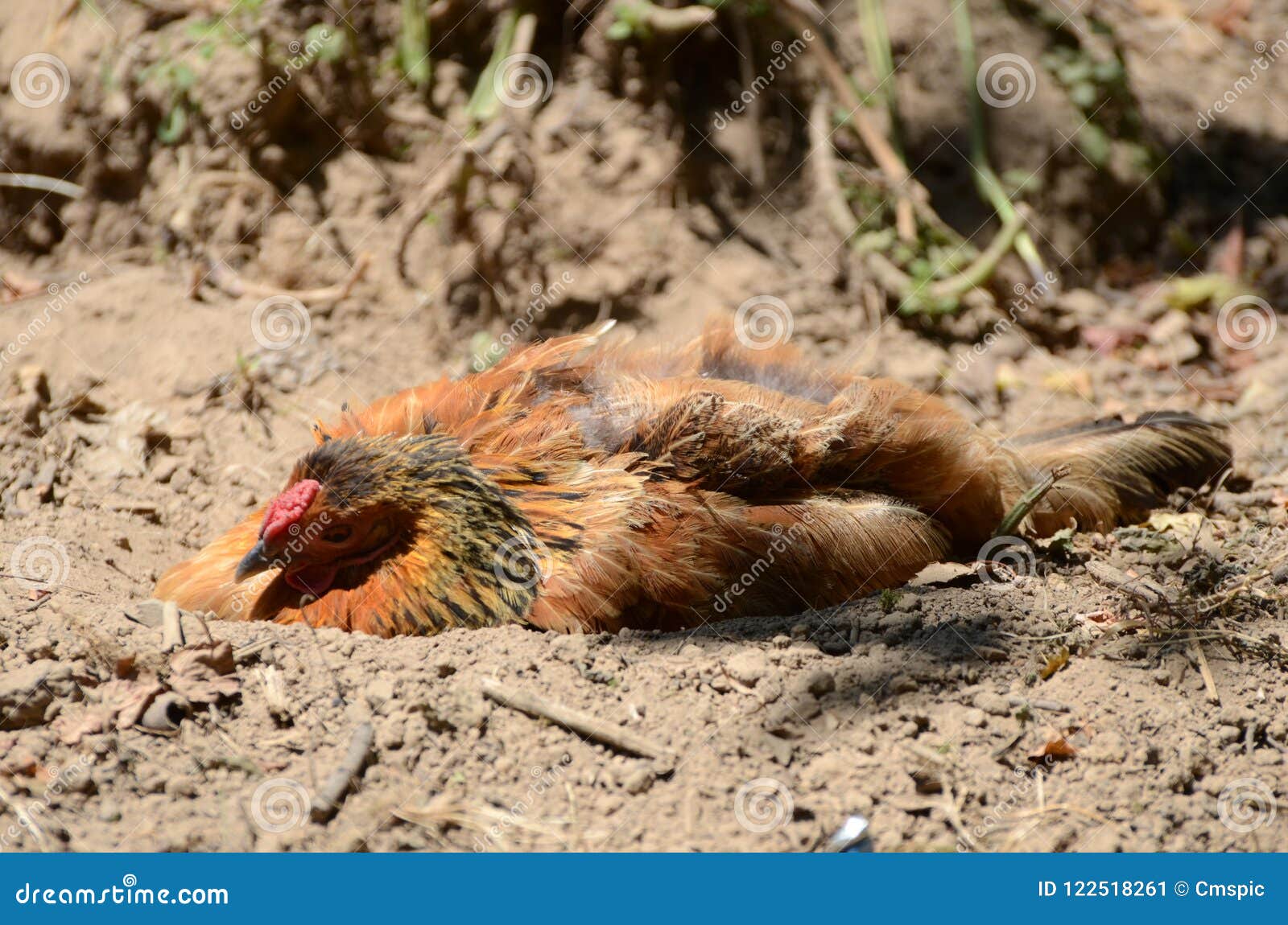 Sleeping chicken stock image. Image of shut, sunny, range - 122518261