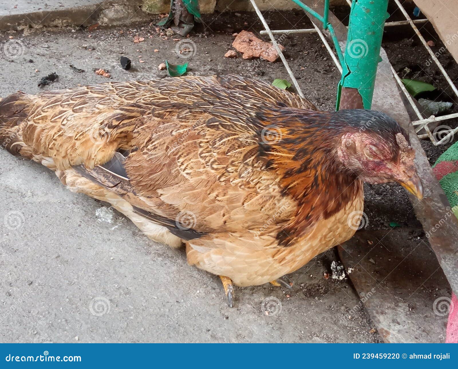 Sleeping chicken very cute stock photo. Image of chicken - 239459220