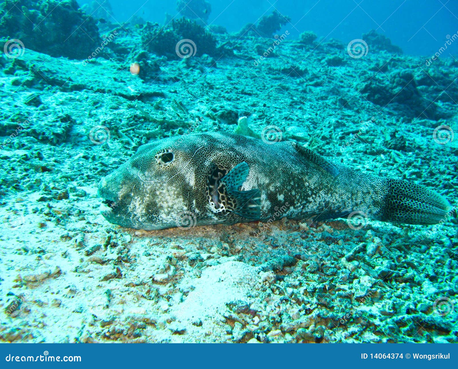 Puffet Fish Stock Photos - Free & Royalty-Free Stock Photos from Dreamstime