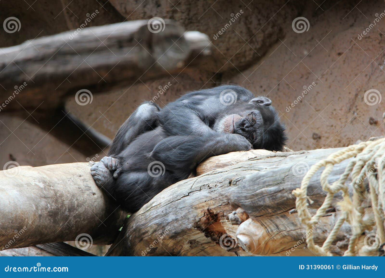 Sleeping Chimp stock image. Image of animals, comfortable - 31390061