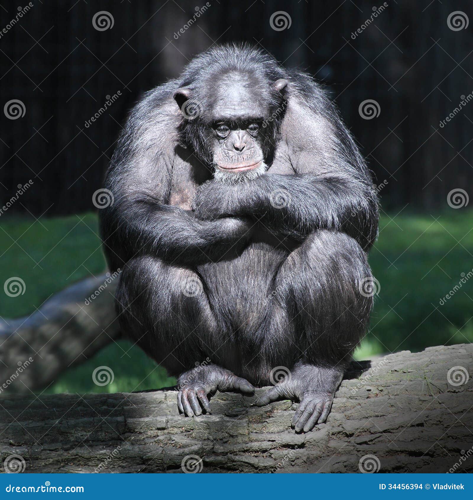 Sleeping Chimpanzee. stock photo. Image of bush, mind - 34456394
