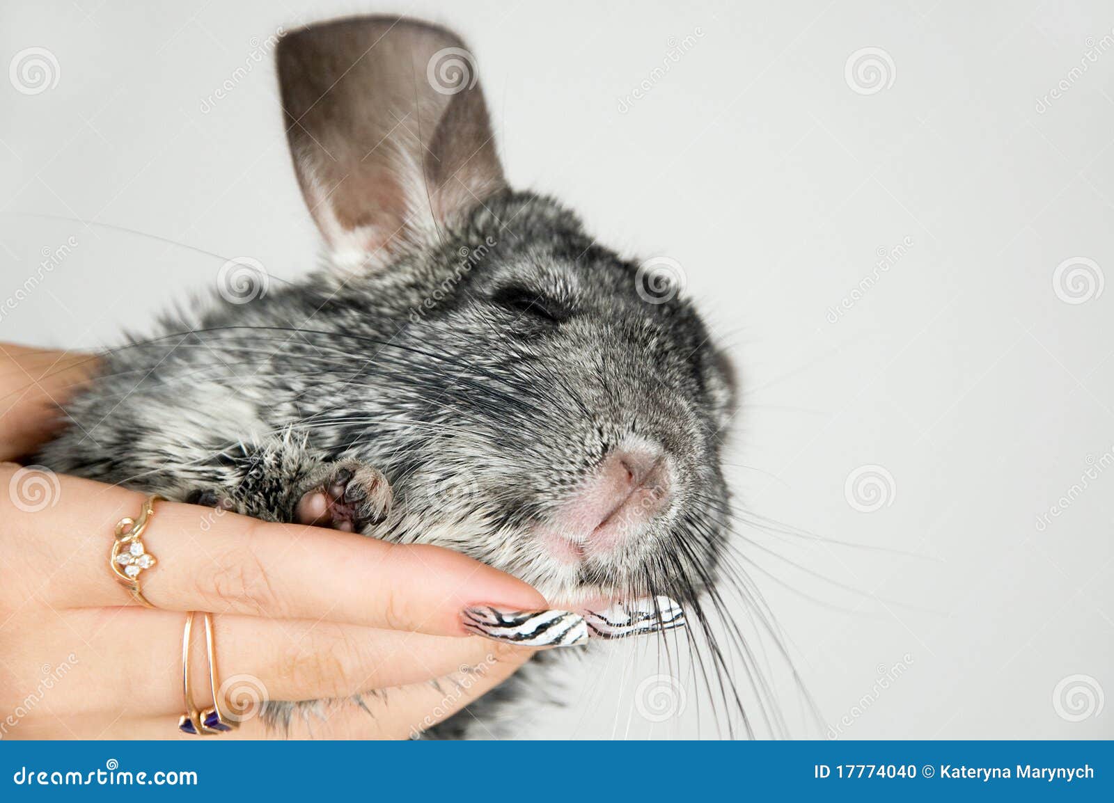 Sleeping chinchilla stock photo. Image of rodent, black - 17774040