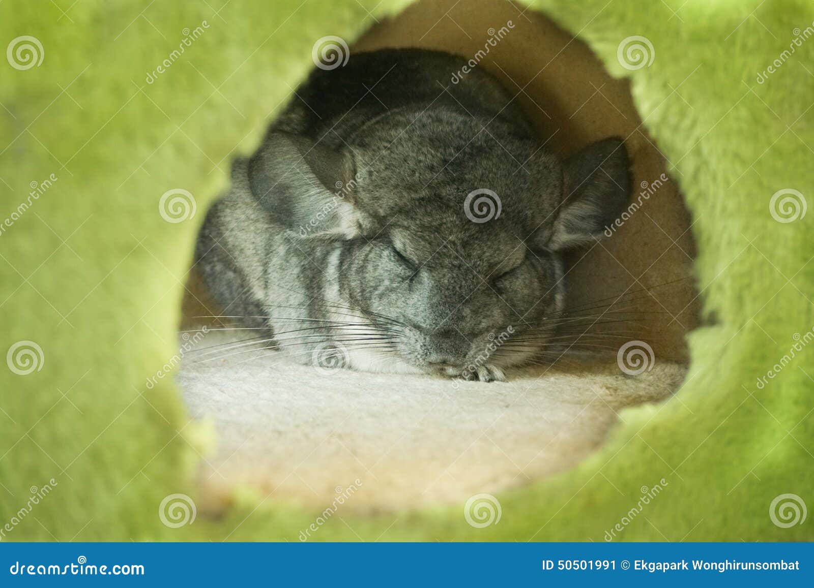 Sleeping Chinchilla stock image. Image of close, small - 50501991