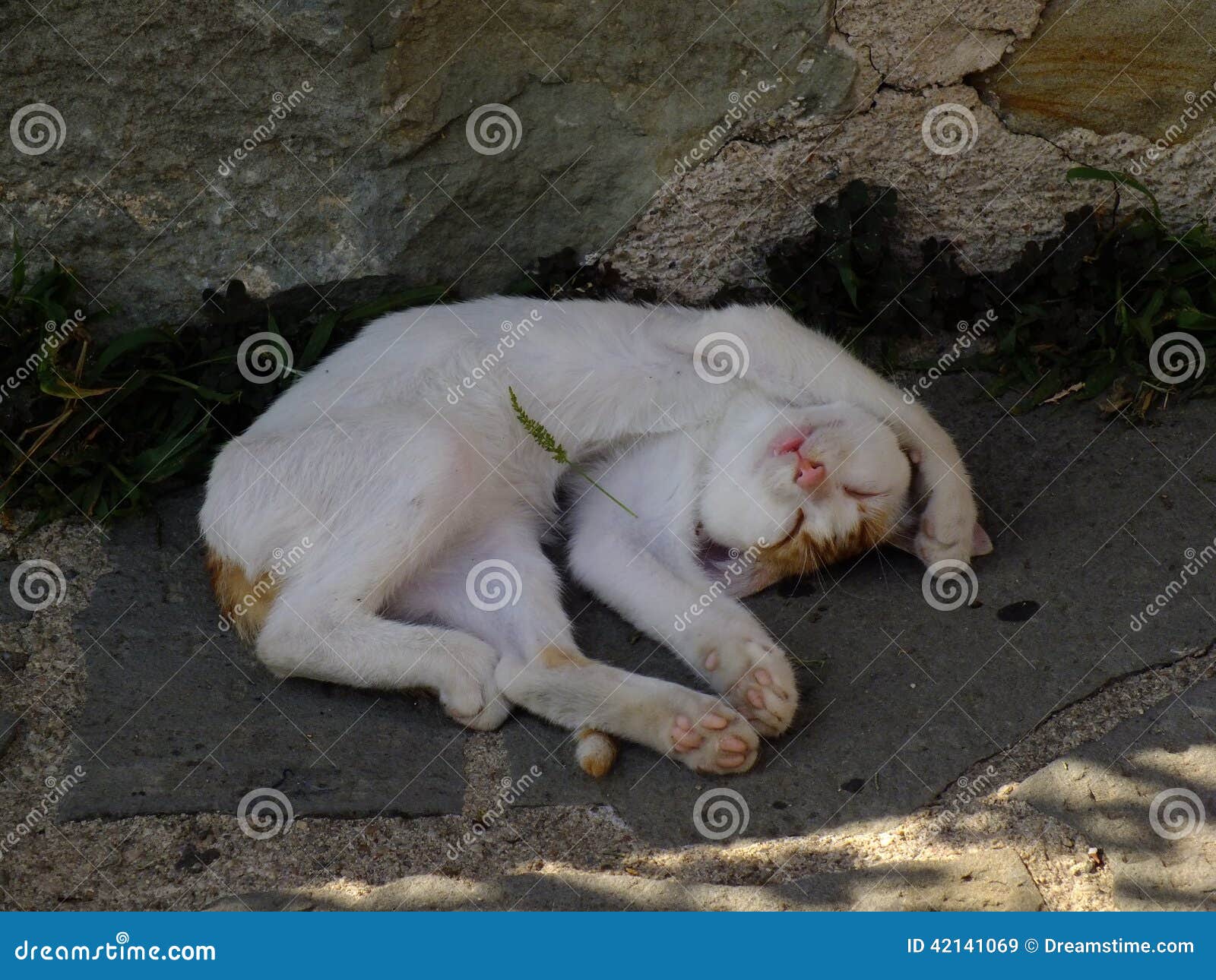 Sleeping christian cat stock image. Image of kitten, kitty - 42141069