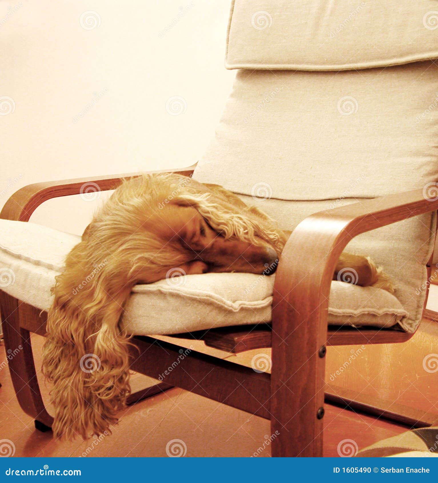 Sleeping Cocker Spaniel stock photo. Image of spaniel - 1605490