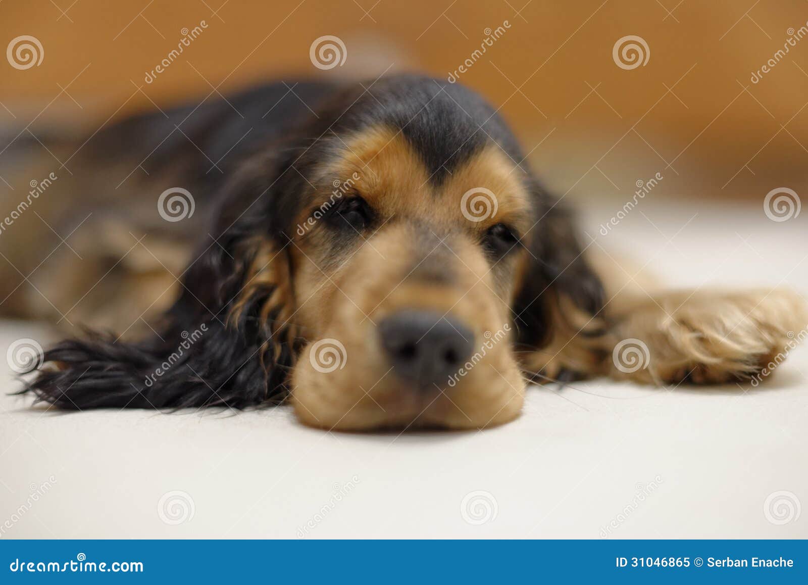 Sleeping Cocker Spaniel Puppy Stock Image - Image of rest, animal: 31046865