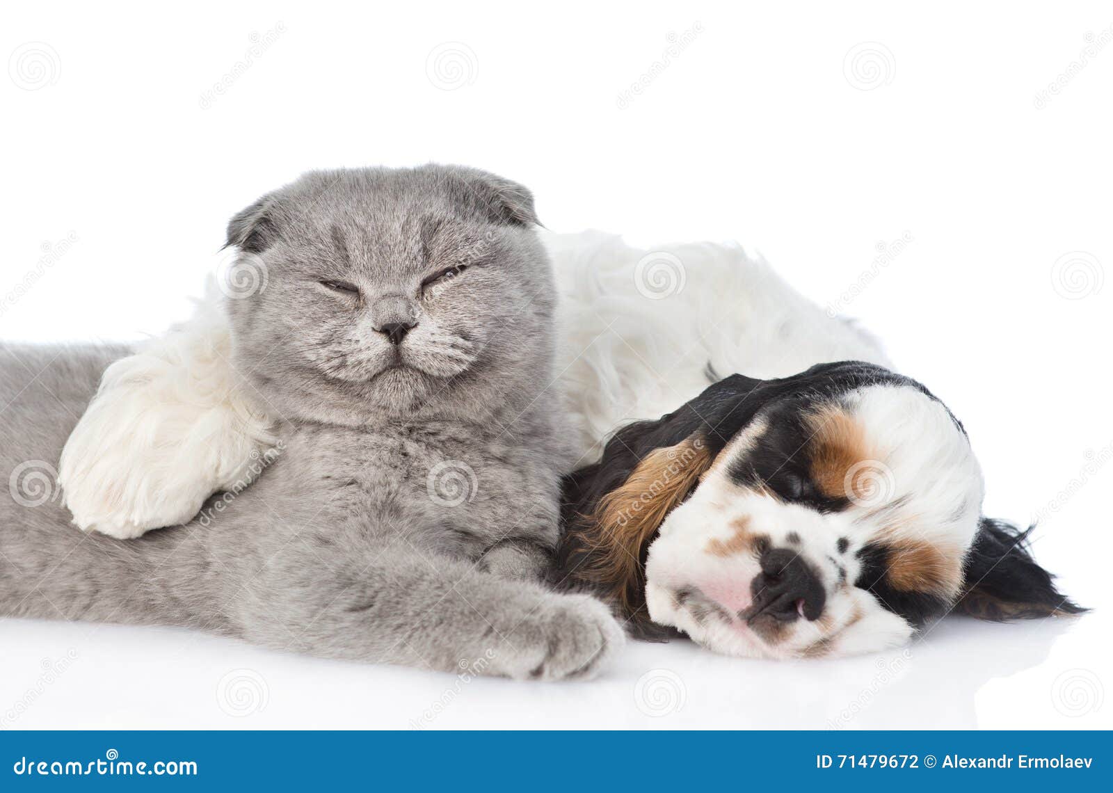 Sleeping Cocker Spaniel Puppy Hugs Cat. Isolated on White Stock Photo ...
