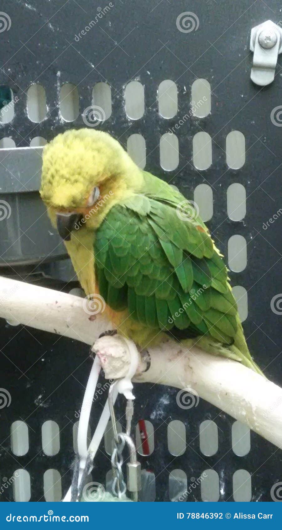 Sleeping Conure stock photo. Image of conure, yellow - 78846392