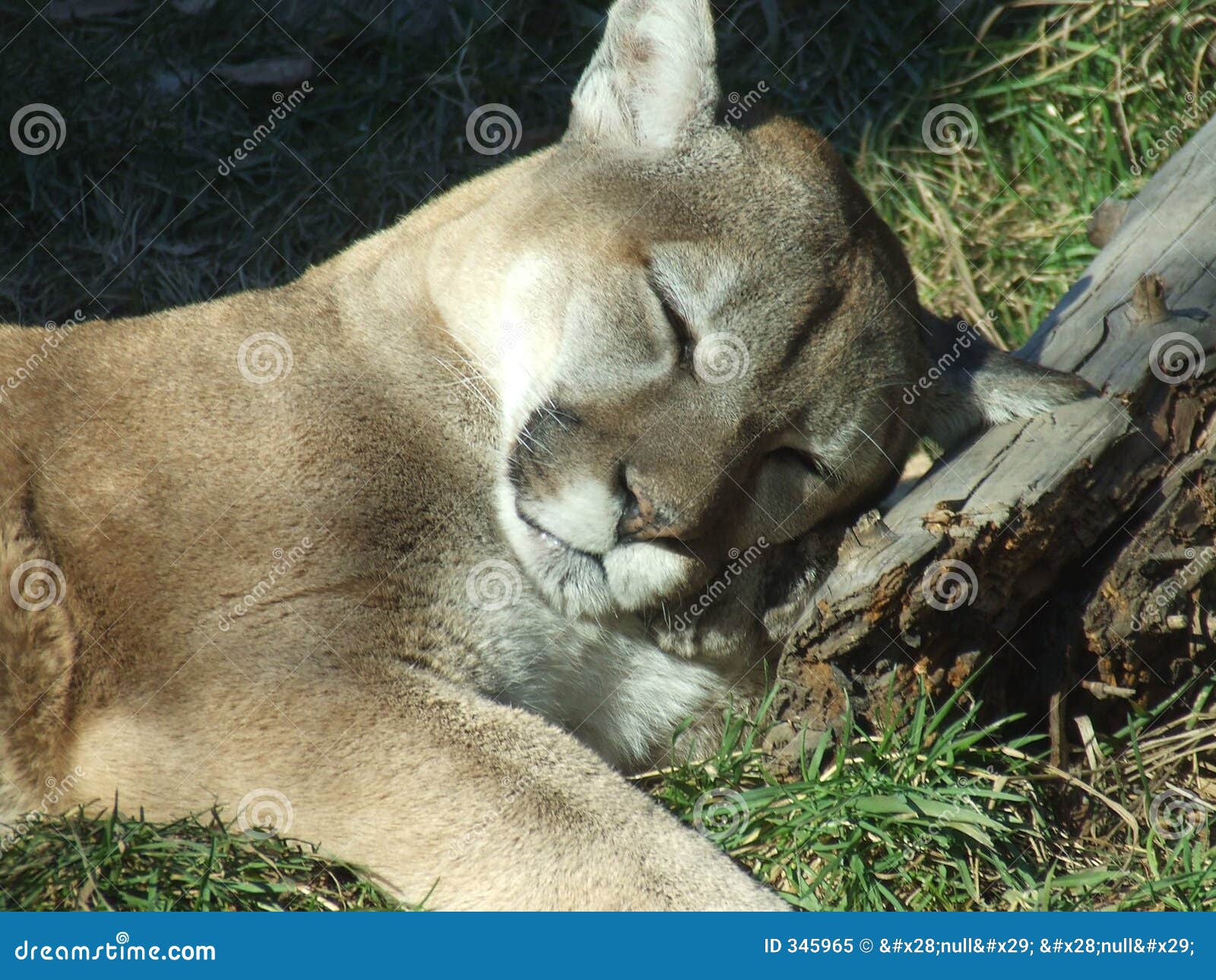Sleeping Cougar stock image. Image of canadian, vicious - 345965