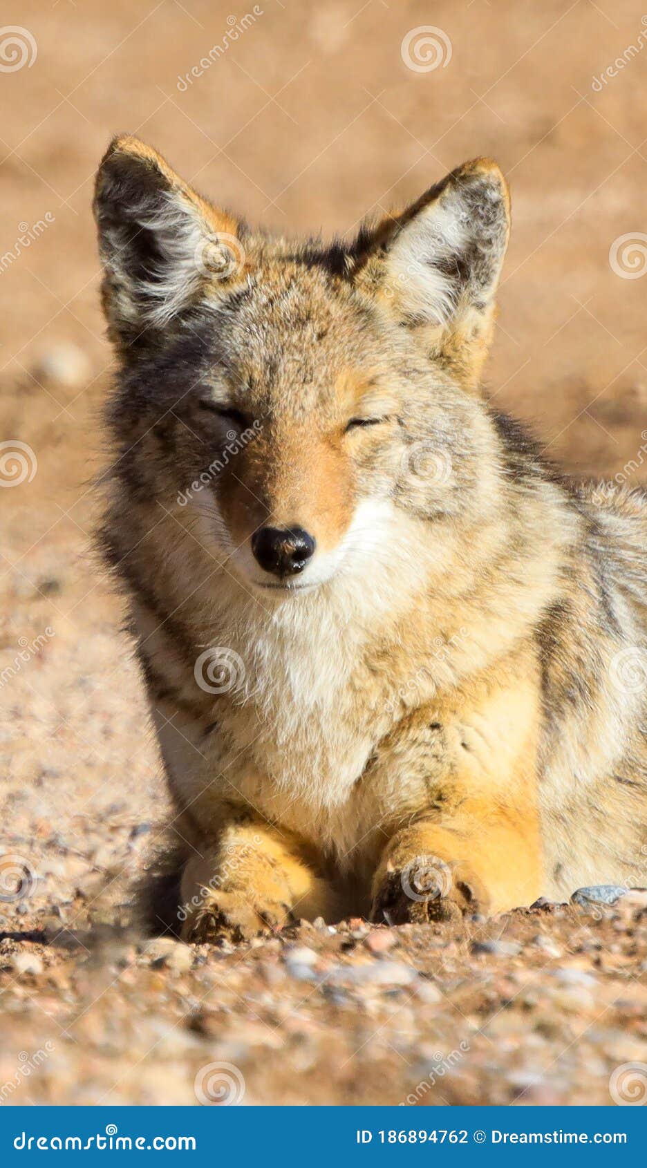 Sleeping coyote stock photo. Image of animals, wildlife - 186894762