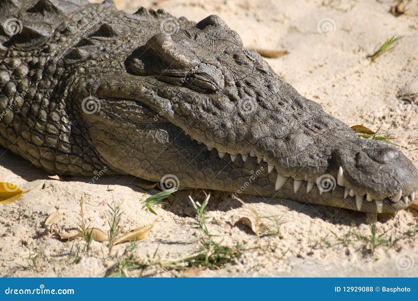 Sleeping Crocodile stock photo. Image of crocodile, nile - 12929088